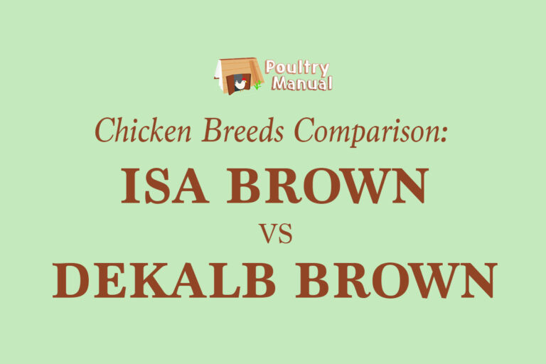 ISA Brown vs. Dekalb Brown: Which Chicken Breed Is Better? - Poultry Manual