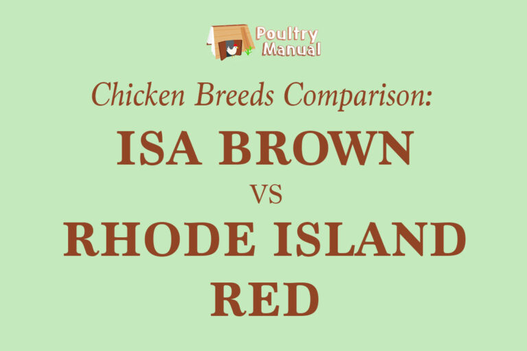 ISA Brown vs. Rhode Island Red: Which Chicken Breed Is Better ...