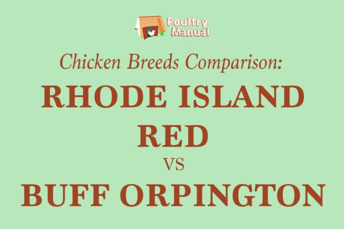 Rhode Island Red vs. Buff Orpington: Which Chicken Breed Is Better ...